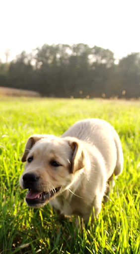 LEISHMANIOSI - Stories - Pappatacio - MSD Animal Health Italia