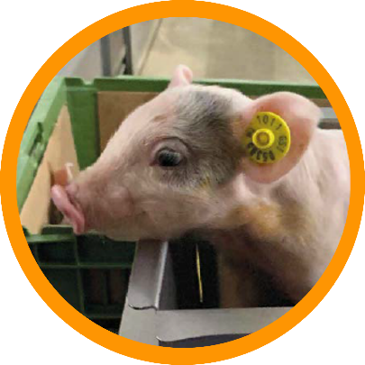 LeeO per la tracciabilità individuale dei suini - MSD Animal Health Italia